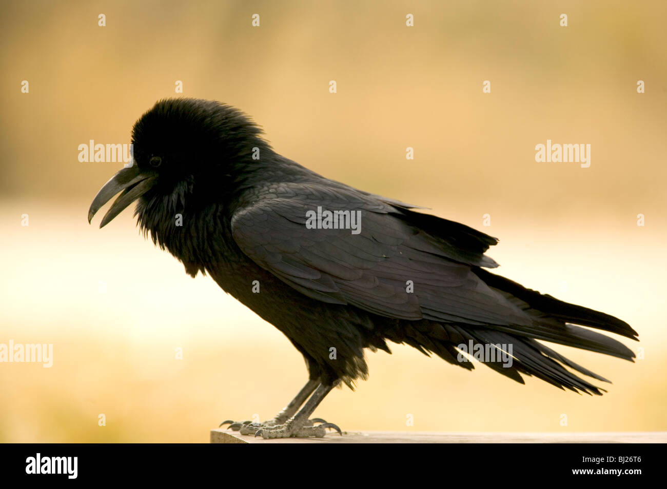 Chihuahuan raven hi-res stock photography and images - Alamy