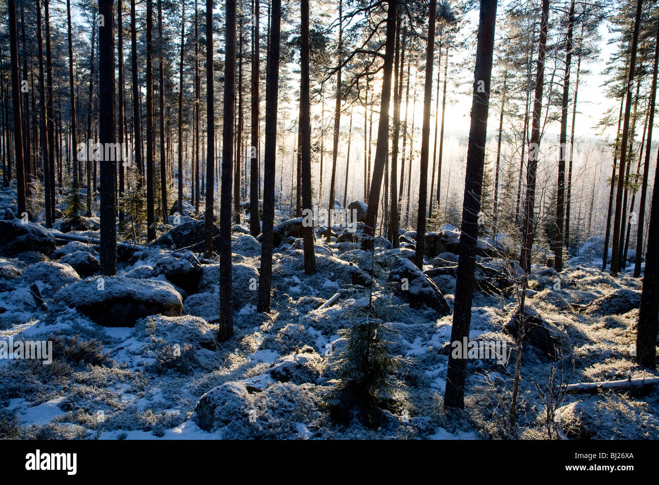 Rocky terrain in the Finnish pine ( pinus sylvestris ) taiga forest at ...