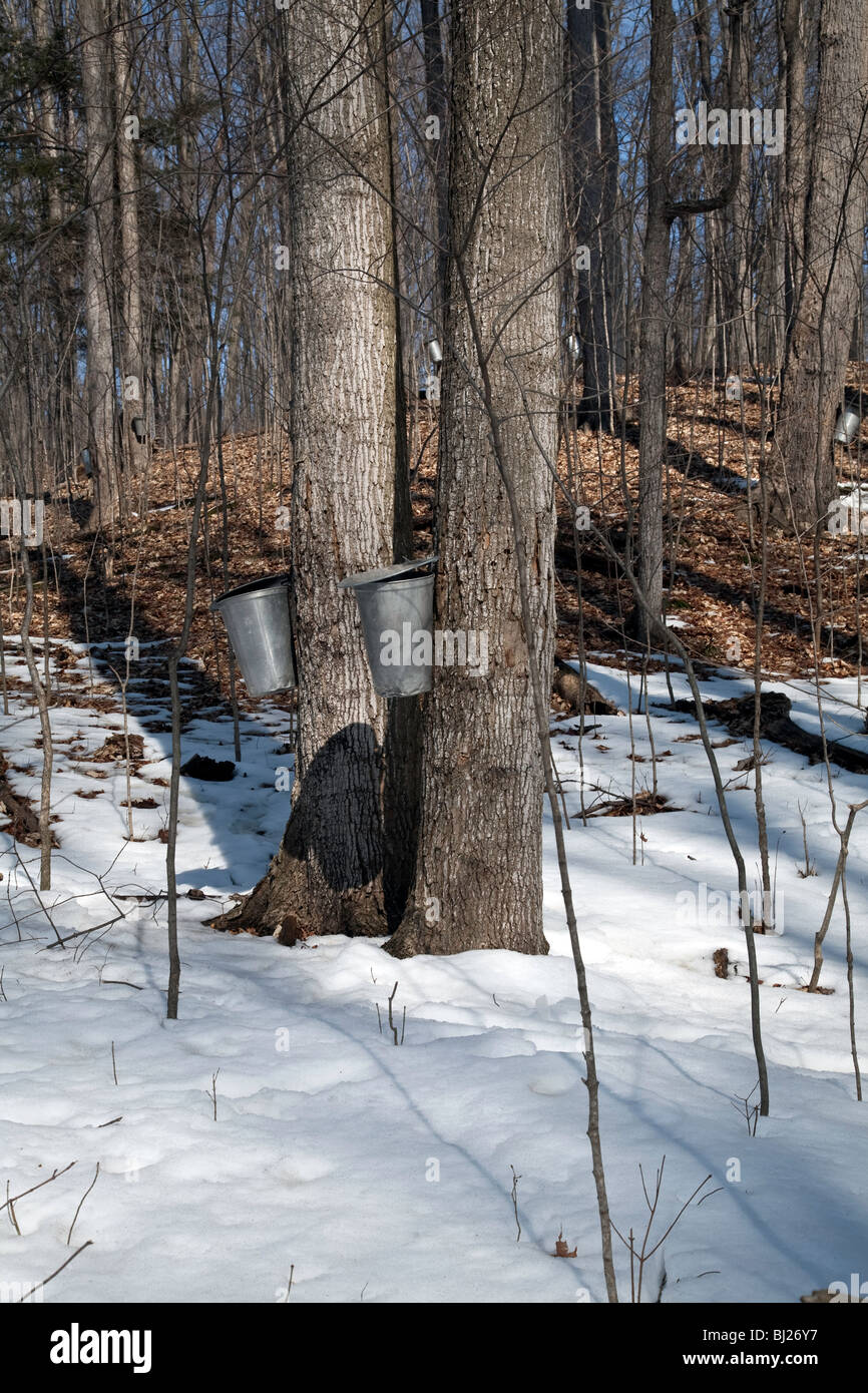 Maple Syrup Harvest in Northern Ontario;Canada Stock Photo - Alamy