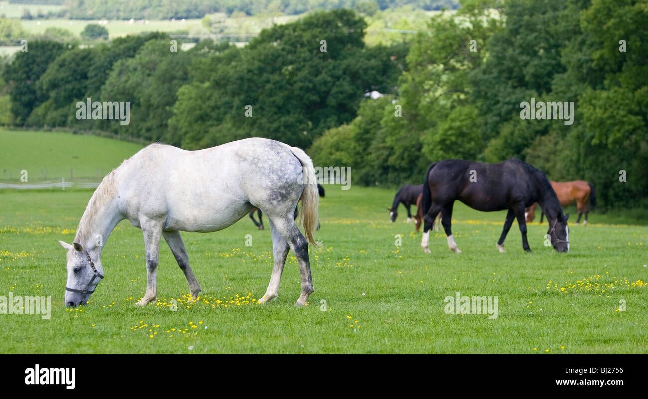 horses in a field grazing Stock Photo - Alamy