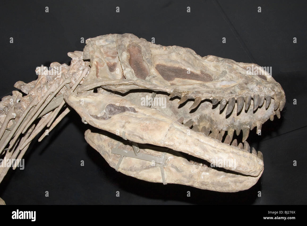 Sinraptor hi-res stock photography and images - Alamy