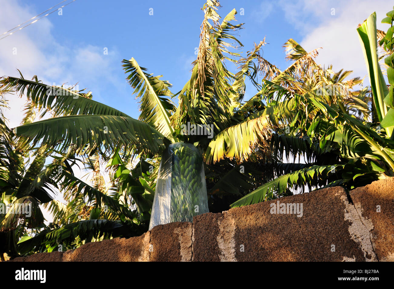 Banana palm hi-res stock photography and images - Alamy