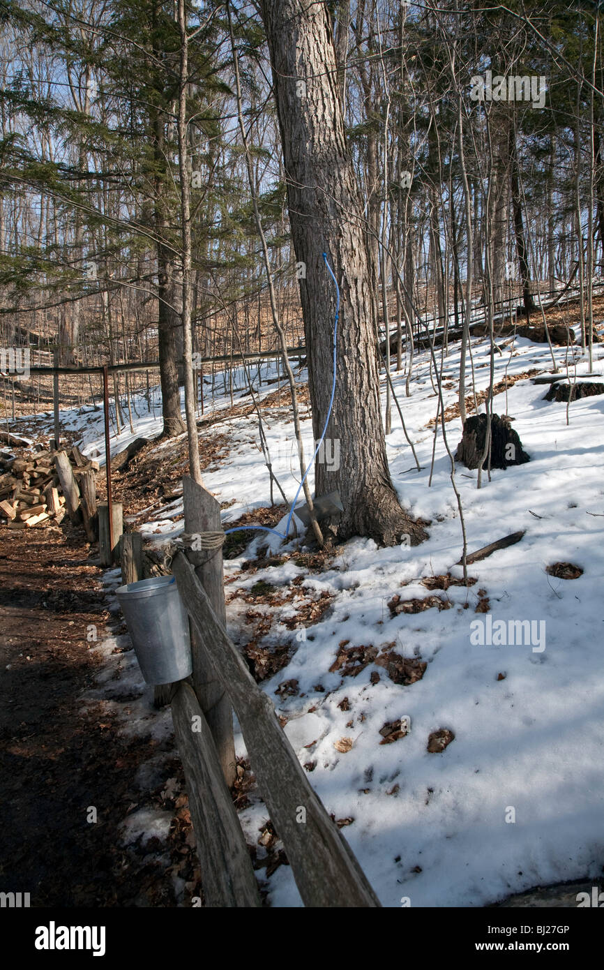 Maple syrup process hi-res stock photography and images - Alamy