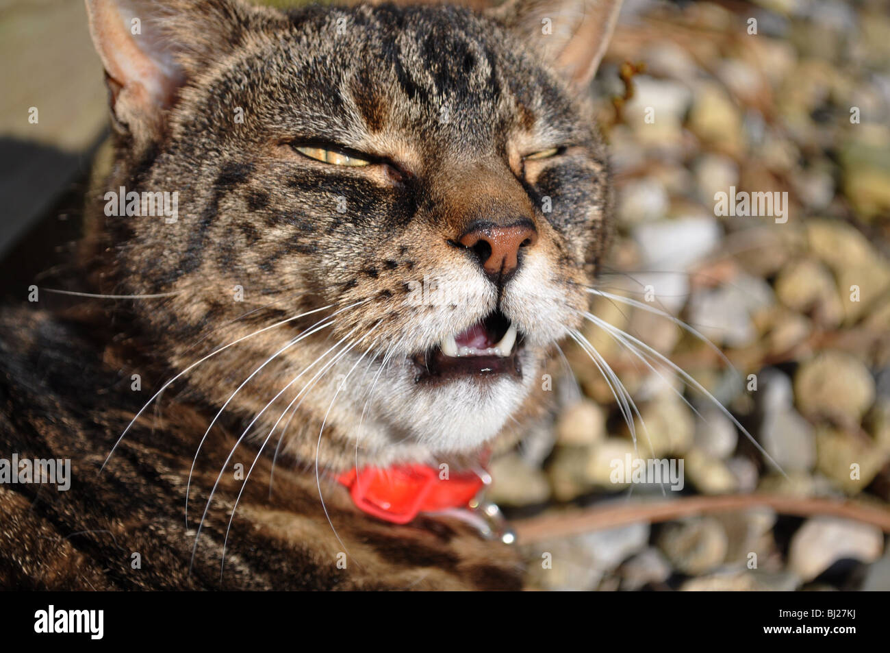 Neighbourhood tom cat Stock Photo - Alamy