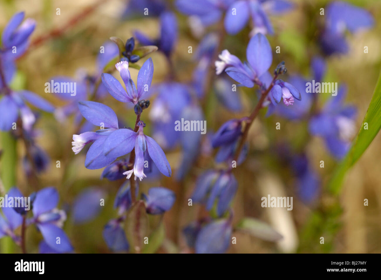 Heath Milkwort High Resolution Stock Photography and Images - Alamy