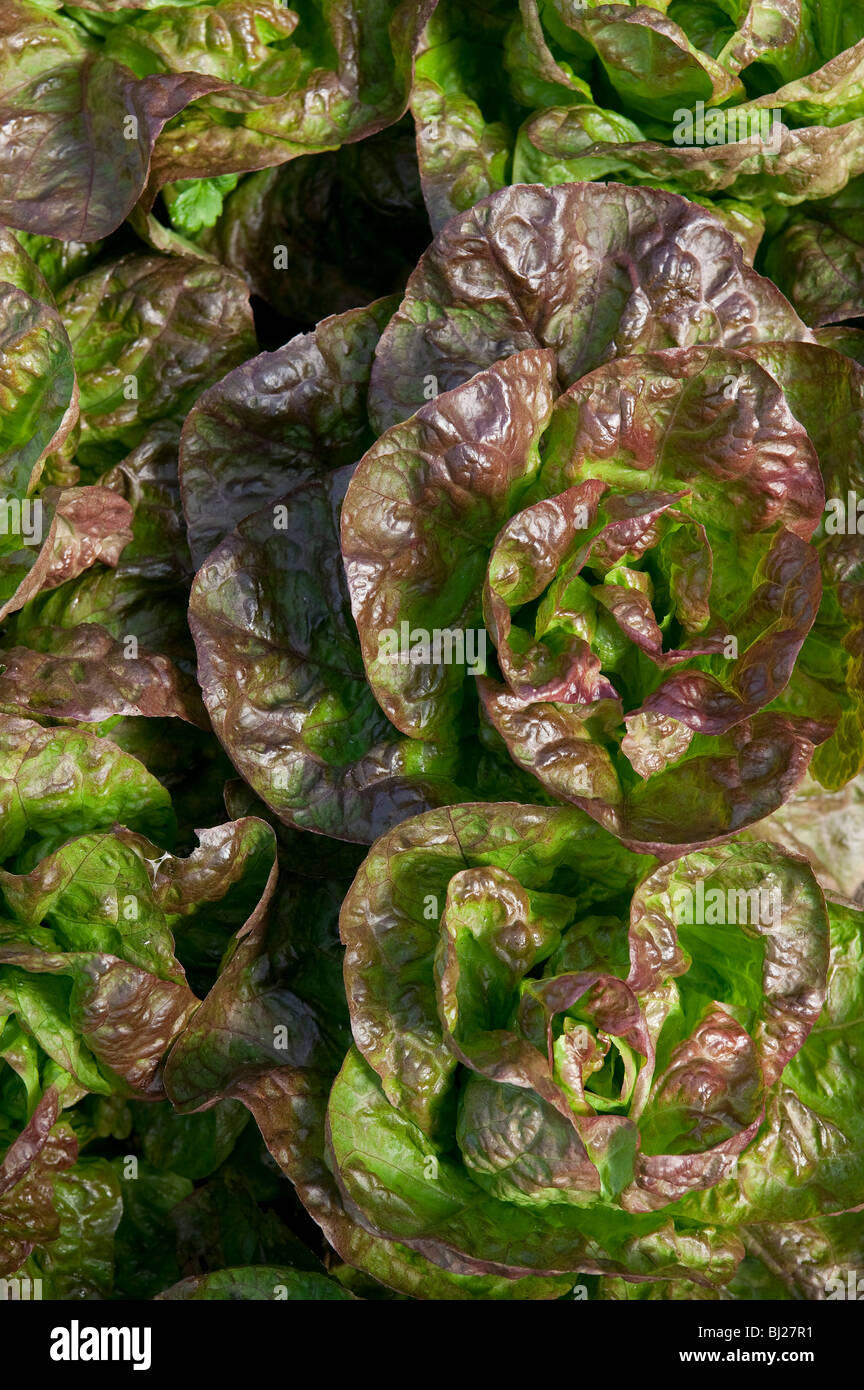 LETTUCE GROWING IN FIELD UK Stock Photo - Alamy