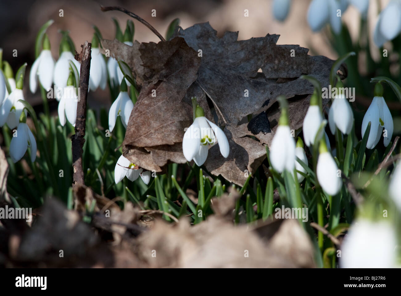 Dead bulb spring hi-res stock photography and images - Alamy