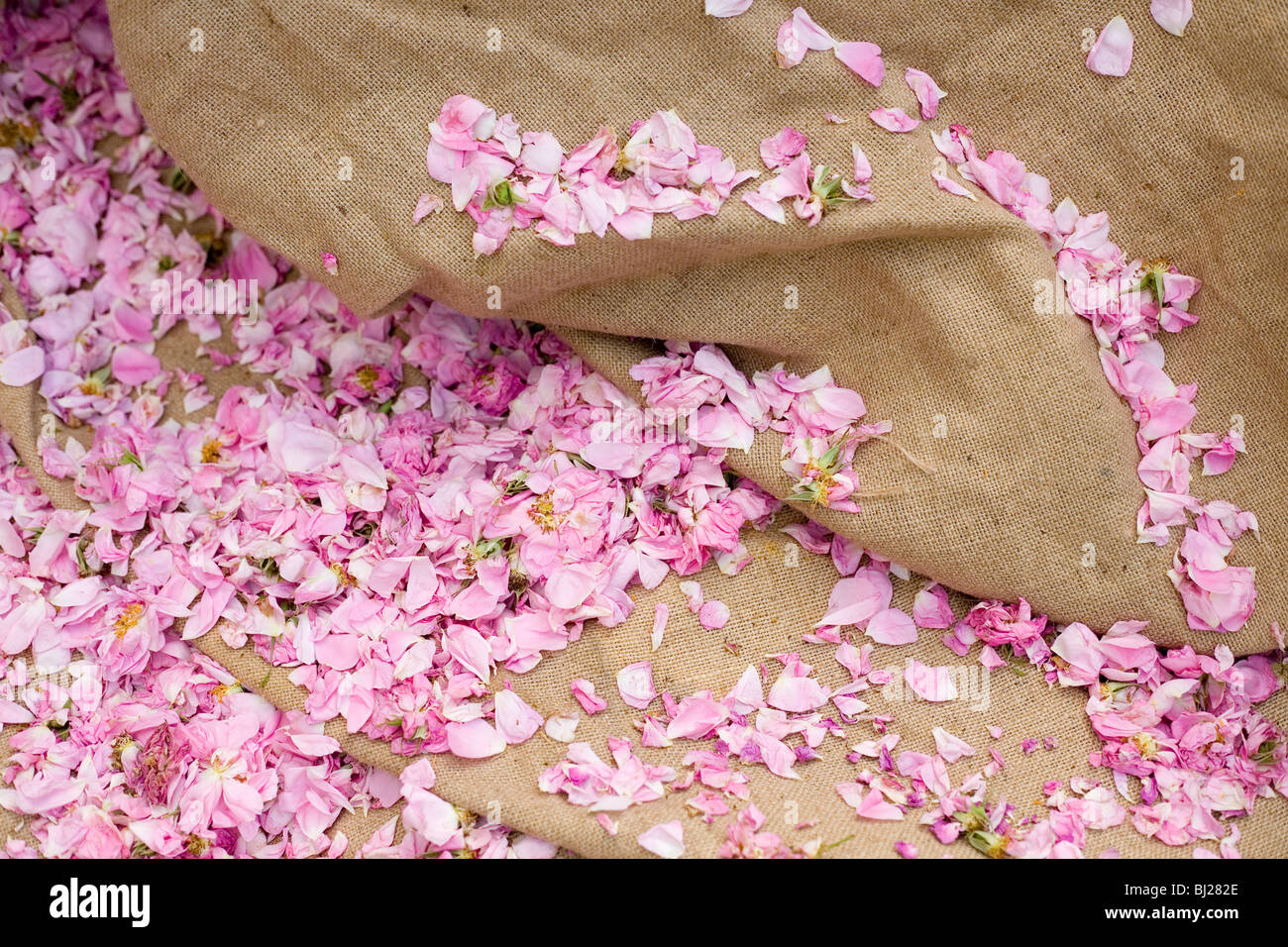 Rose petals at a village festival to celebrate the rose petal harvest ...