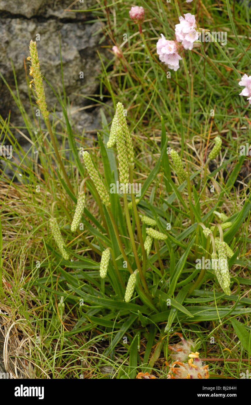 Sea Plantain, plantago maritima Stock Photo - Alamy