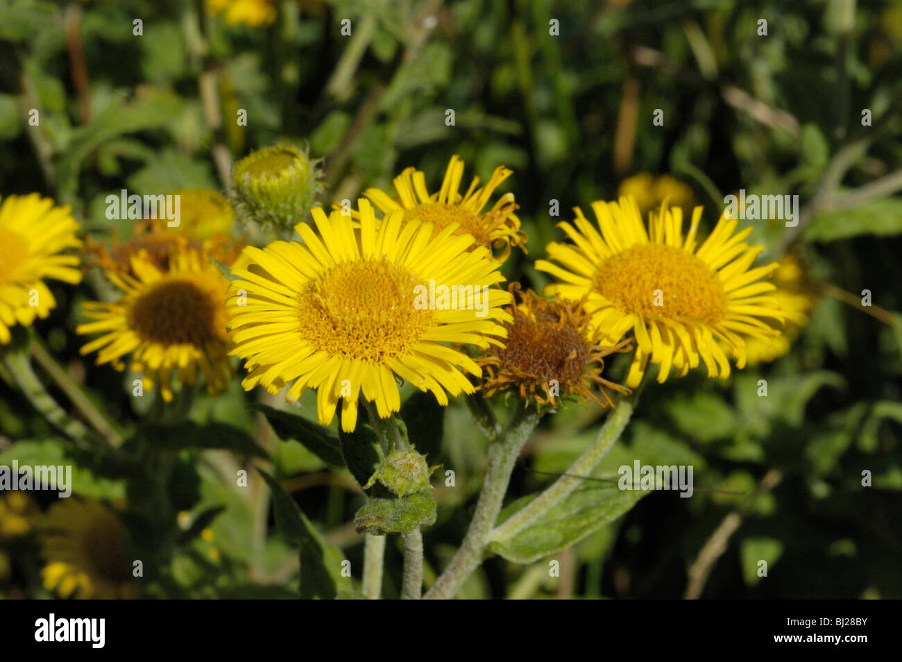Common Fleabane, pulicaria dysenterica Stock Photo - Alamy