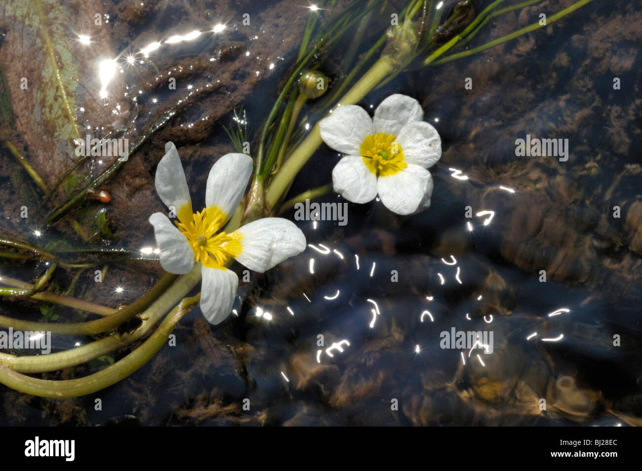 River water crowfoot hi-res stock photography and images - Alamy