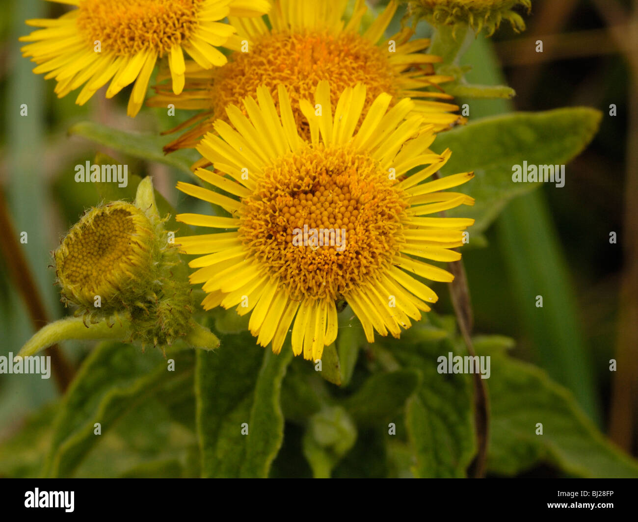 Common Fleabane, pulicaria dysenterica Stock Photo - Alamy
