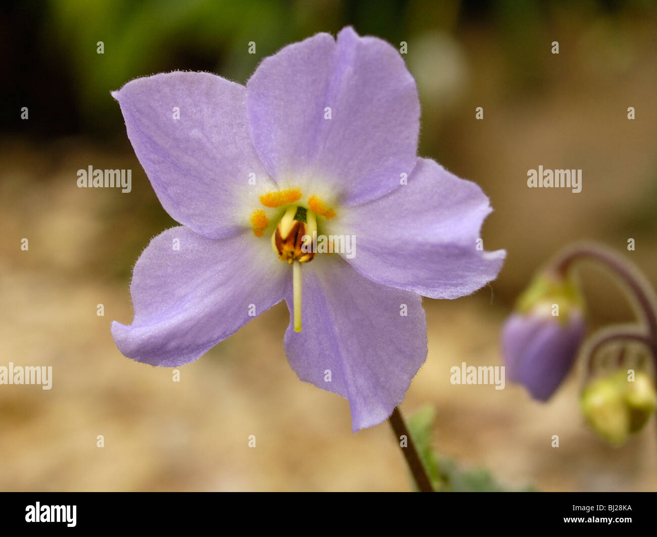 Pyrenean-violet, ramonda myconi Stock Photo - Alamy