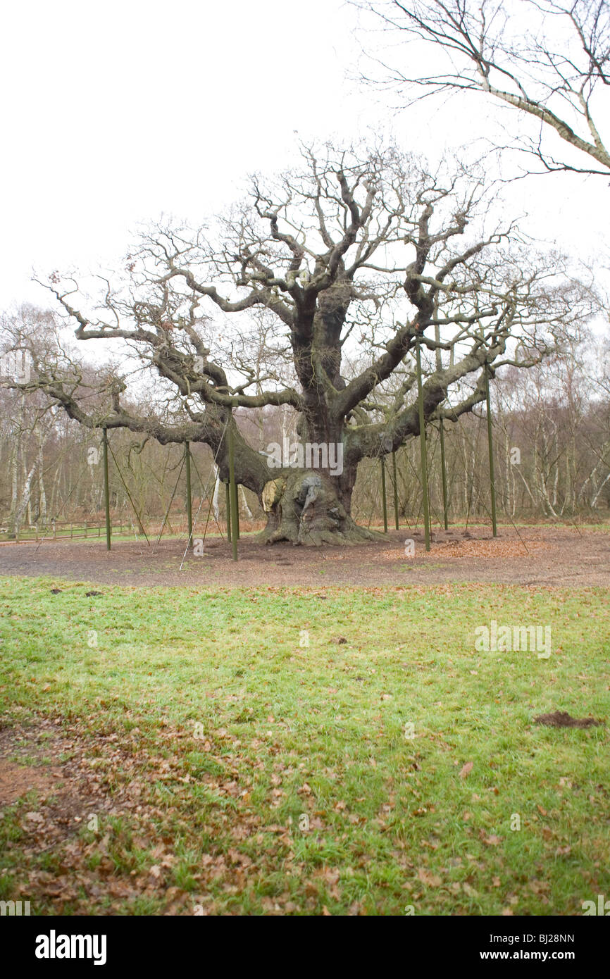 Major Oak near Edwinstowe village in Sherwood Forest Nottinghamshire ...