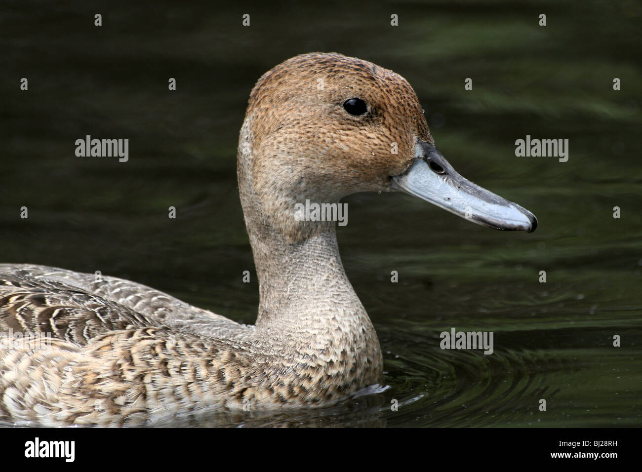 Hen Pintail