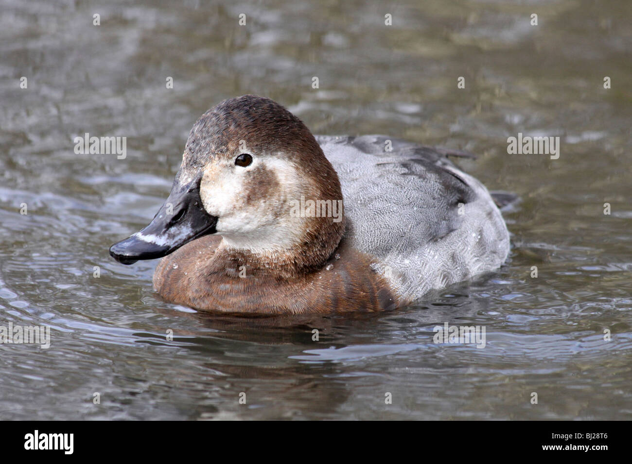Female pochards hi-res stock photography and images - Alamy