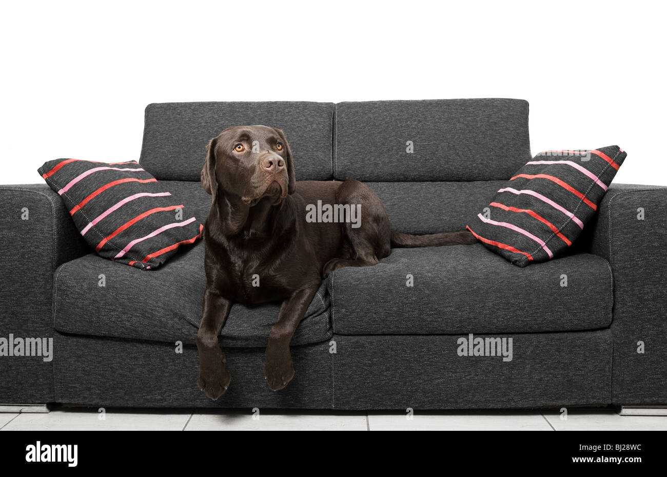 Labrador dog relaxing on couch hi-res stock photography and images - Alamy