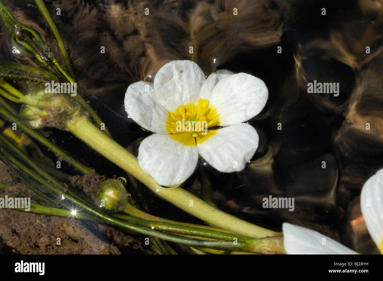 River water crowfoot hi-res stock photography and images - Alamy
