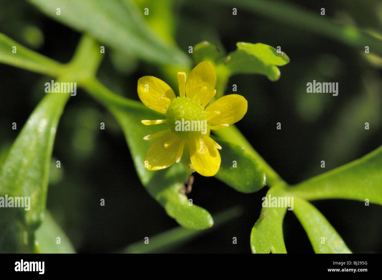 Cursed Buttercup And Celery Leaved Buttercup High Resolution Stock ...