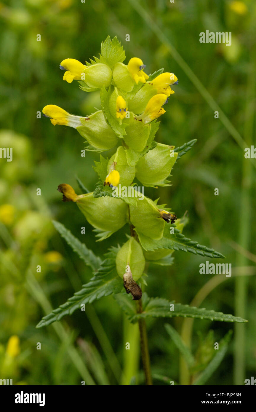 Yellow-rattle, rhinanthus minor Stock Photo - Alamy