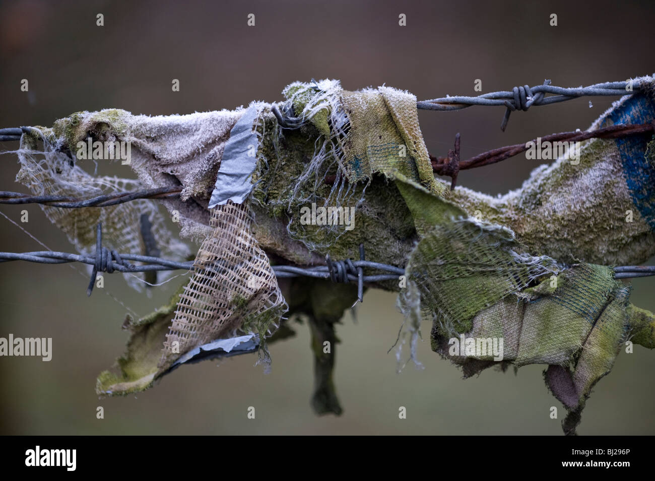old weathered cloth stuck to galvanised barbed wire fence wire Stock ...