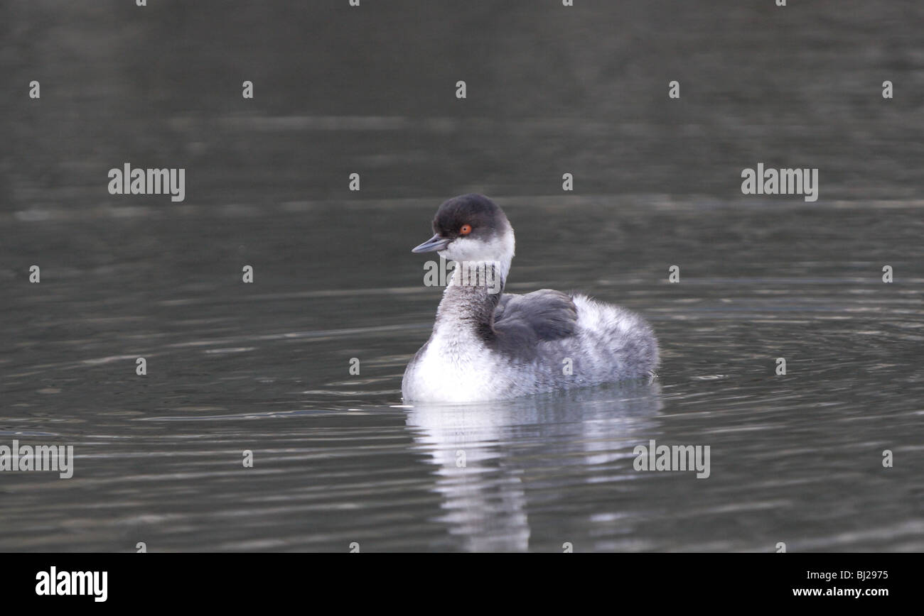 Black Necked Grebe,Podiceps nigricollis, in winter plumage,Newlyn ...