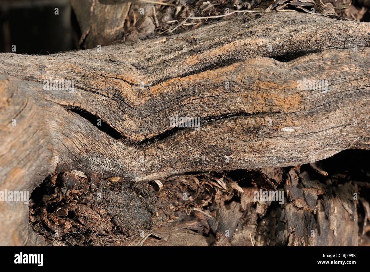 Old wood texture without treatment Stock Photo - Alamy