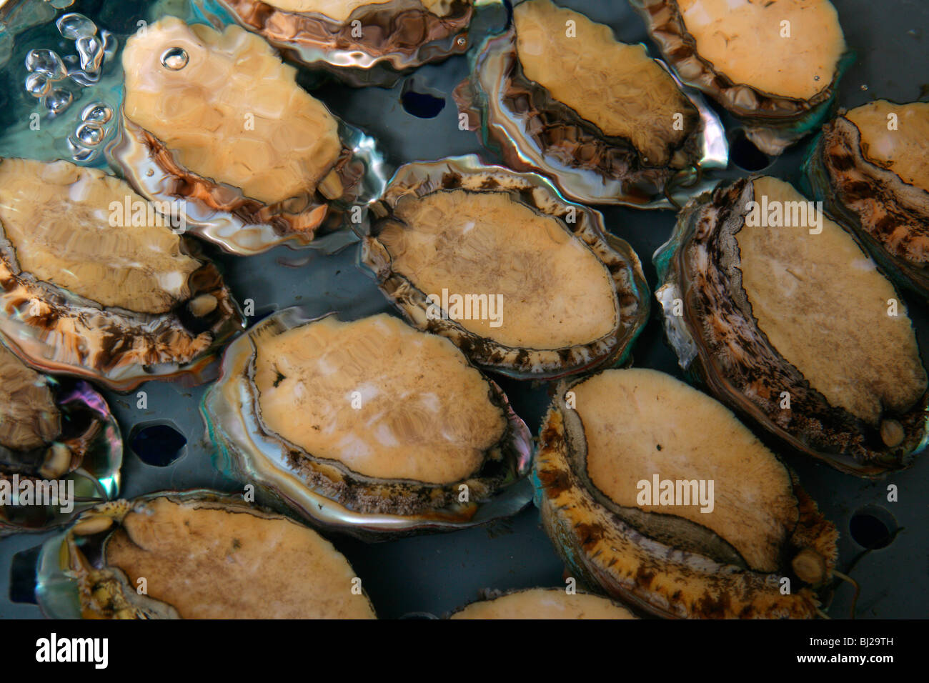 Large abalone shell hi-res stock photography and images - Alamy
