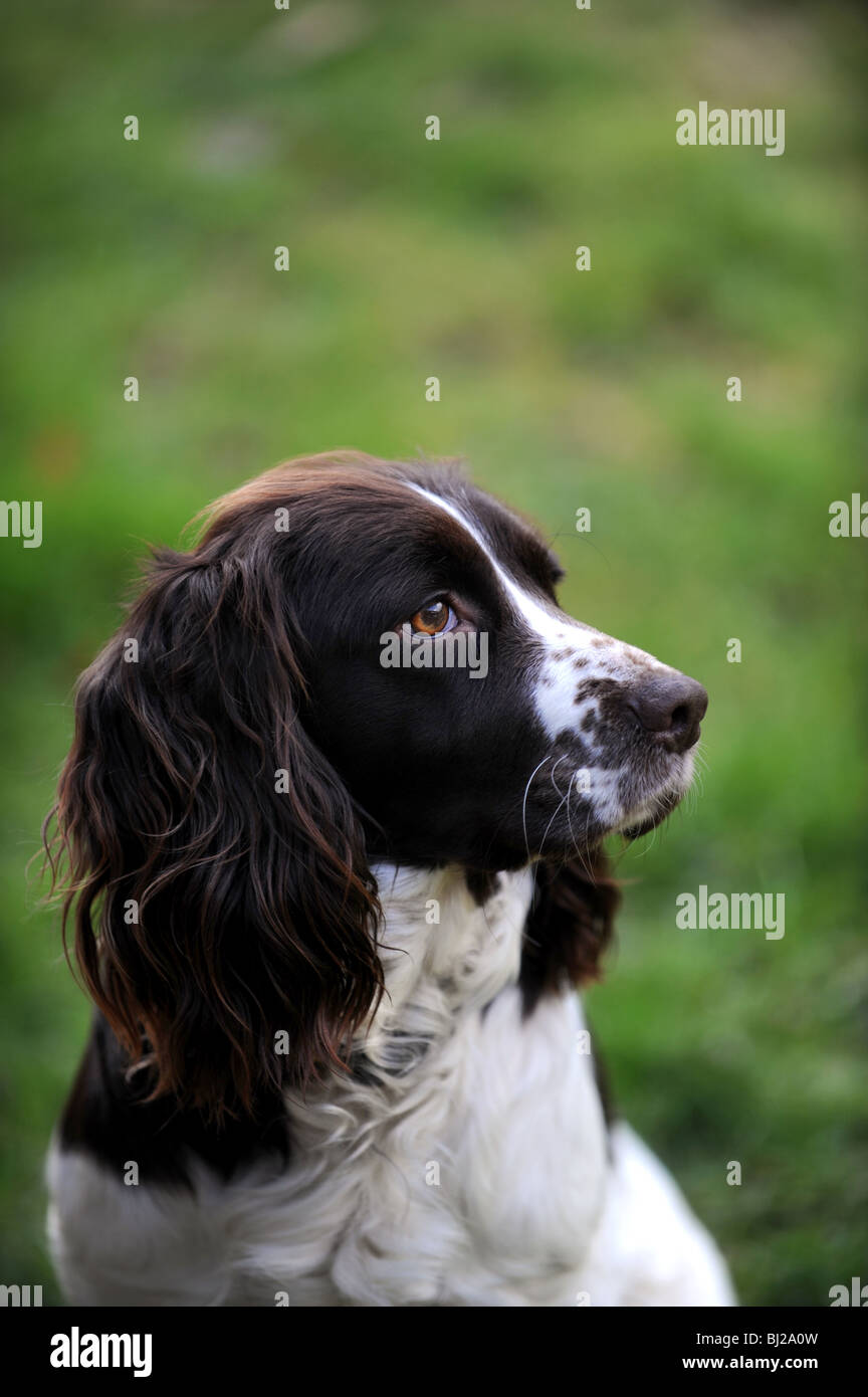 Springer spaniel dog hi-res stock photography and images - Alamy