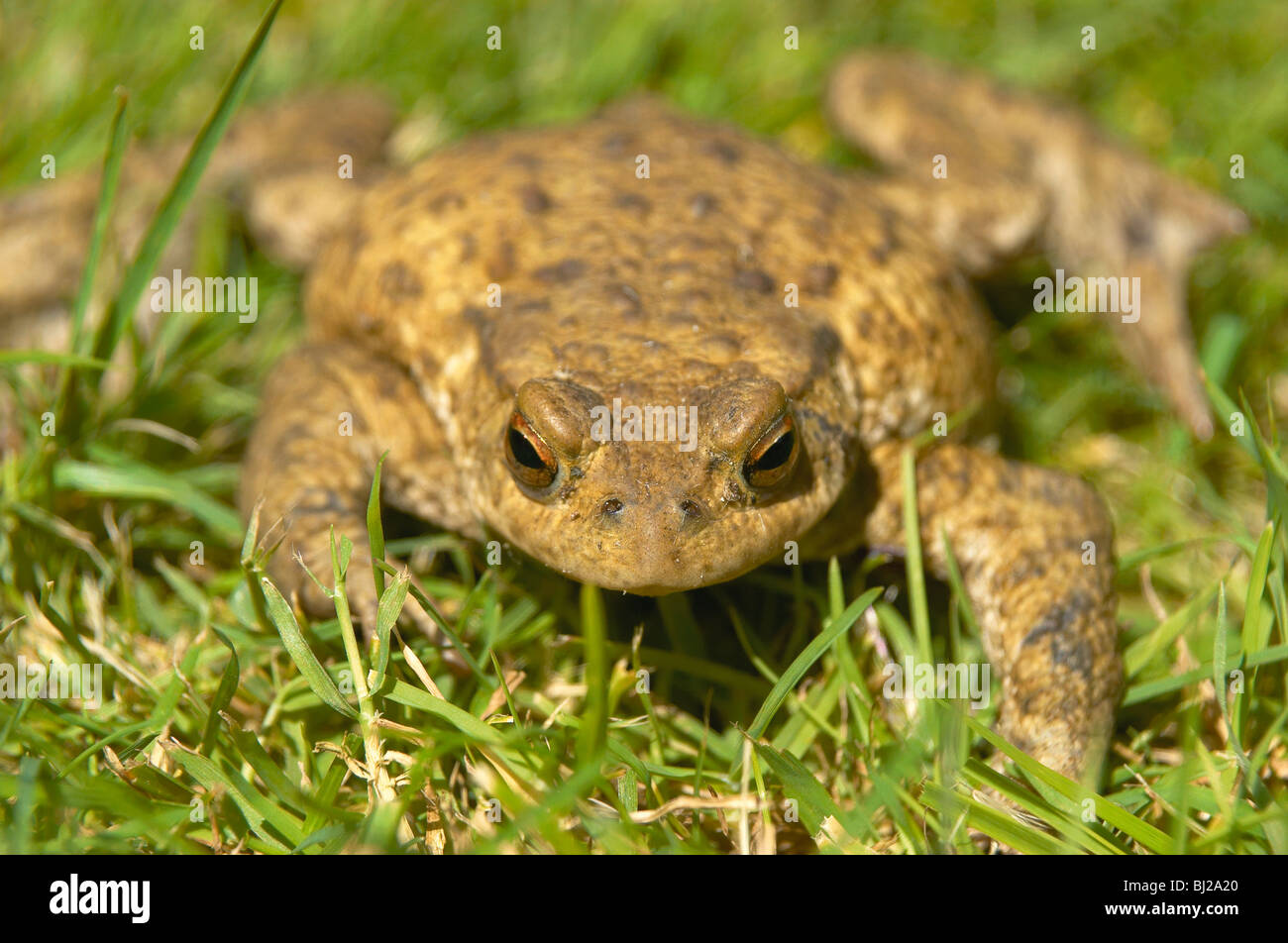 frog in the garden Stock Photo - Alamy