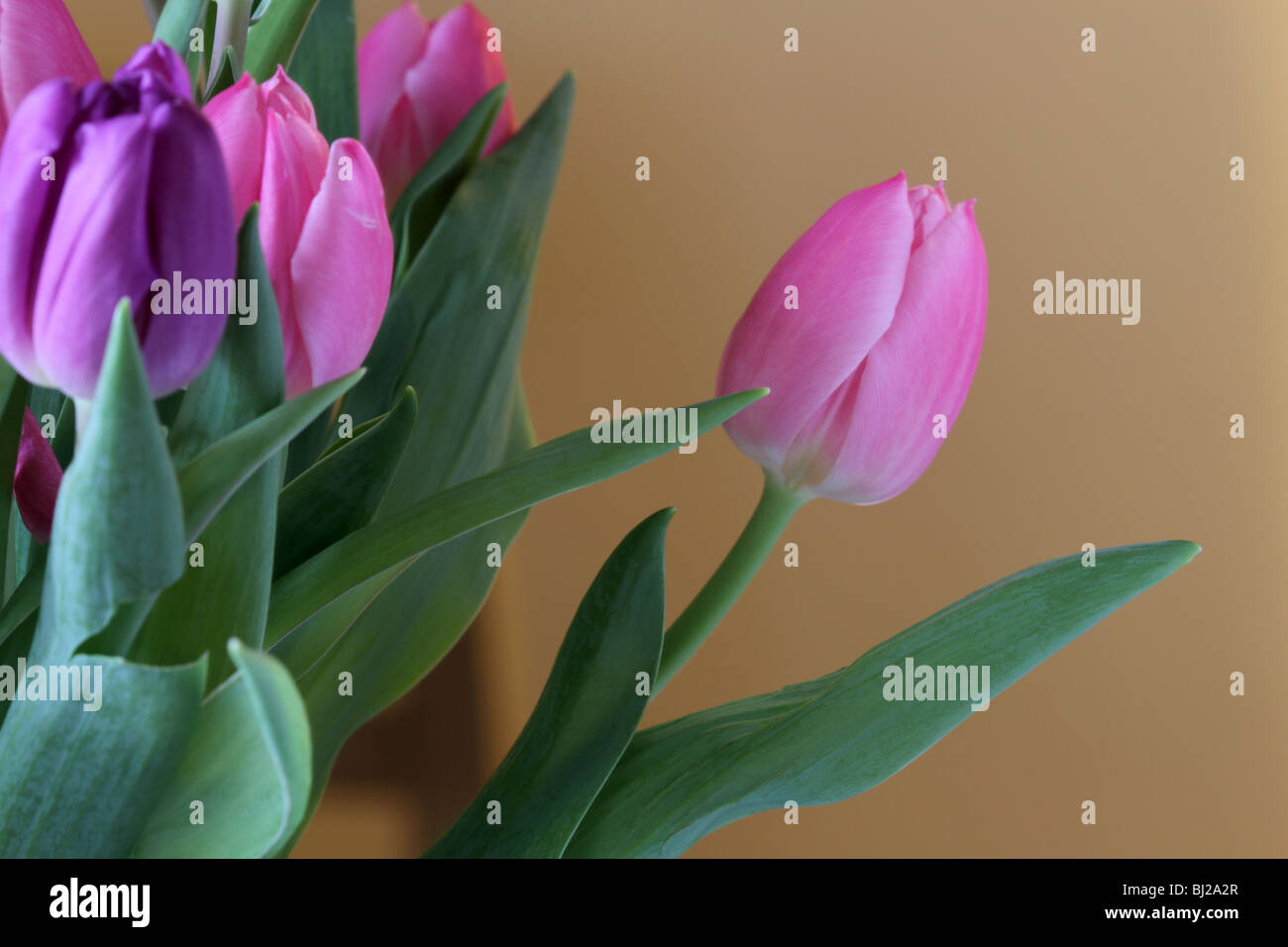 Single low tulip hi-res stock photography and images - Alamy