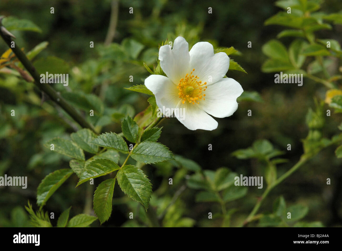 Short field hi-res stock photography and images - Alamy
