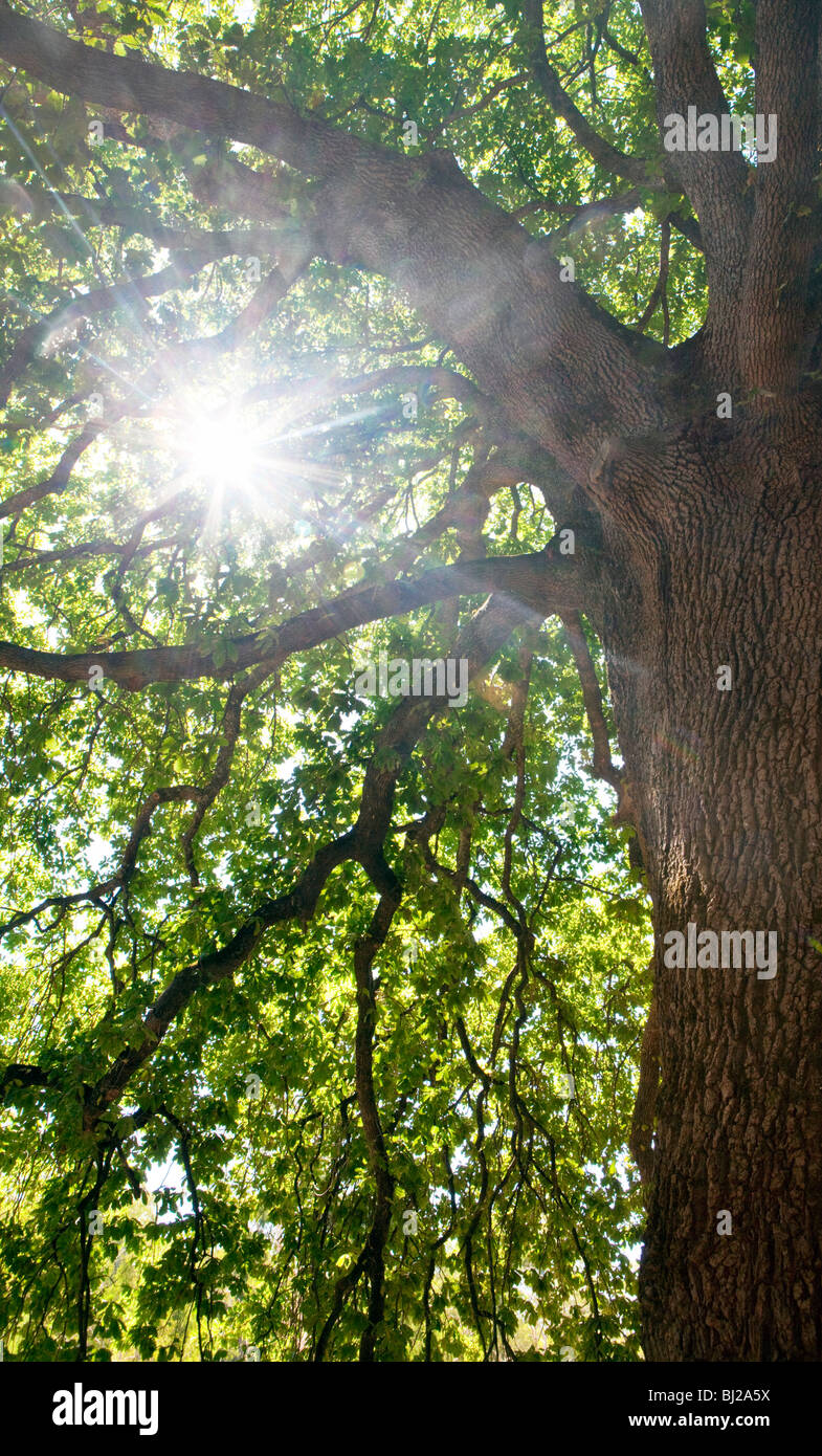 Sunlight through the leaves of a oak tree Stock Photo - Alamy
