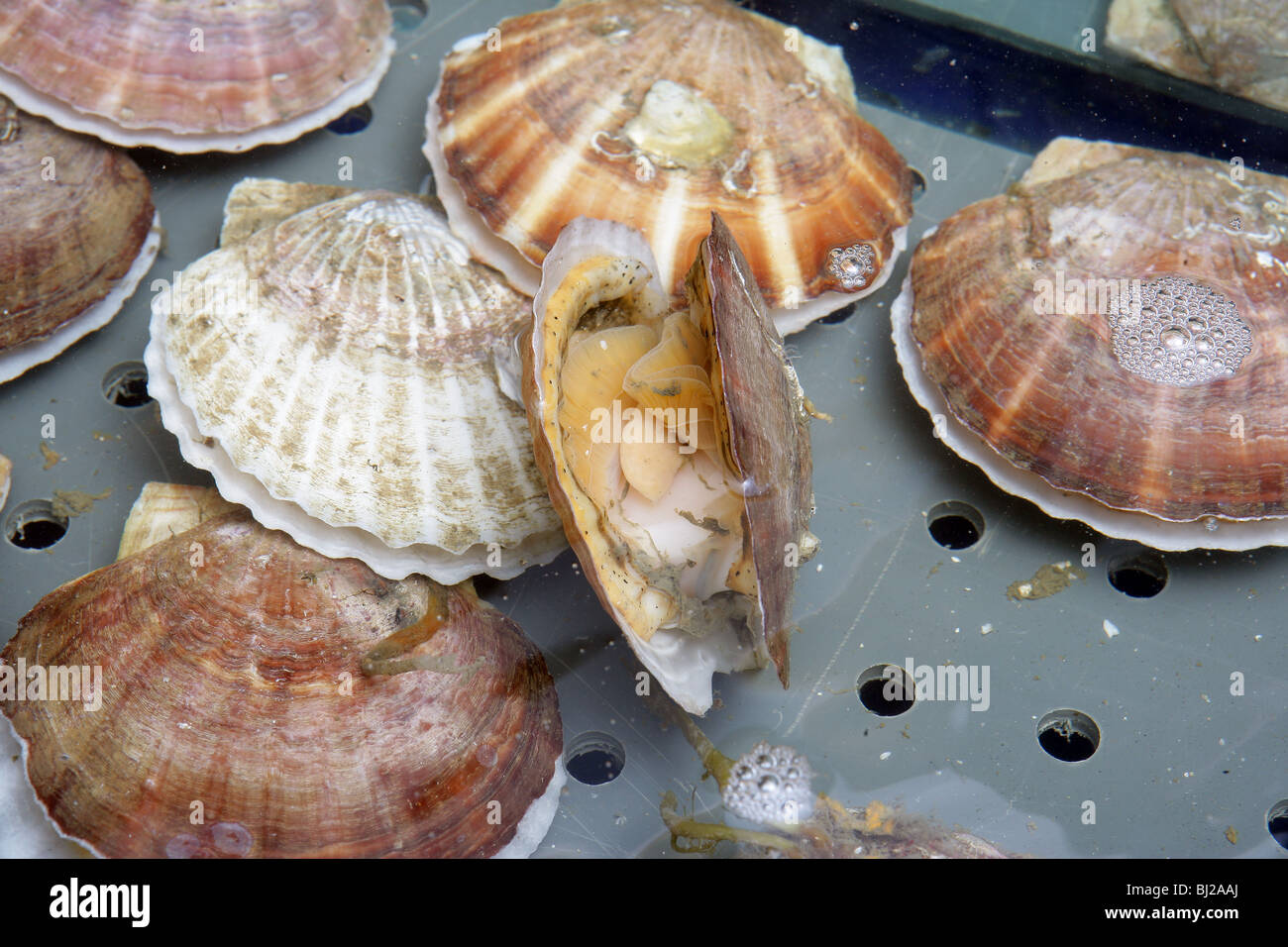 Scallop preparation hi-res stock photography and images - Alamy