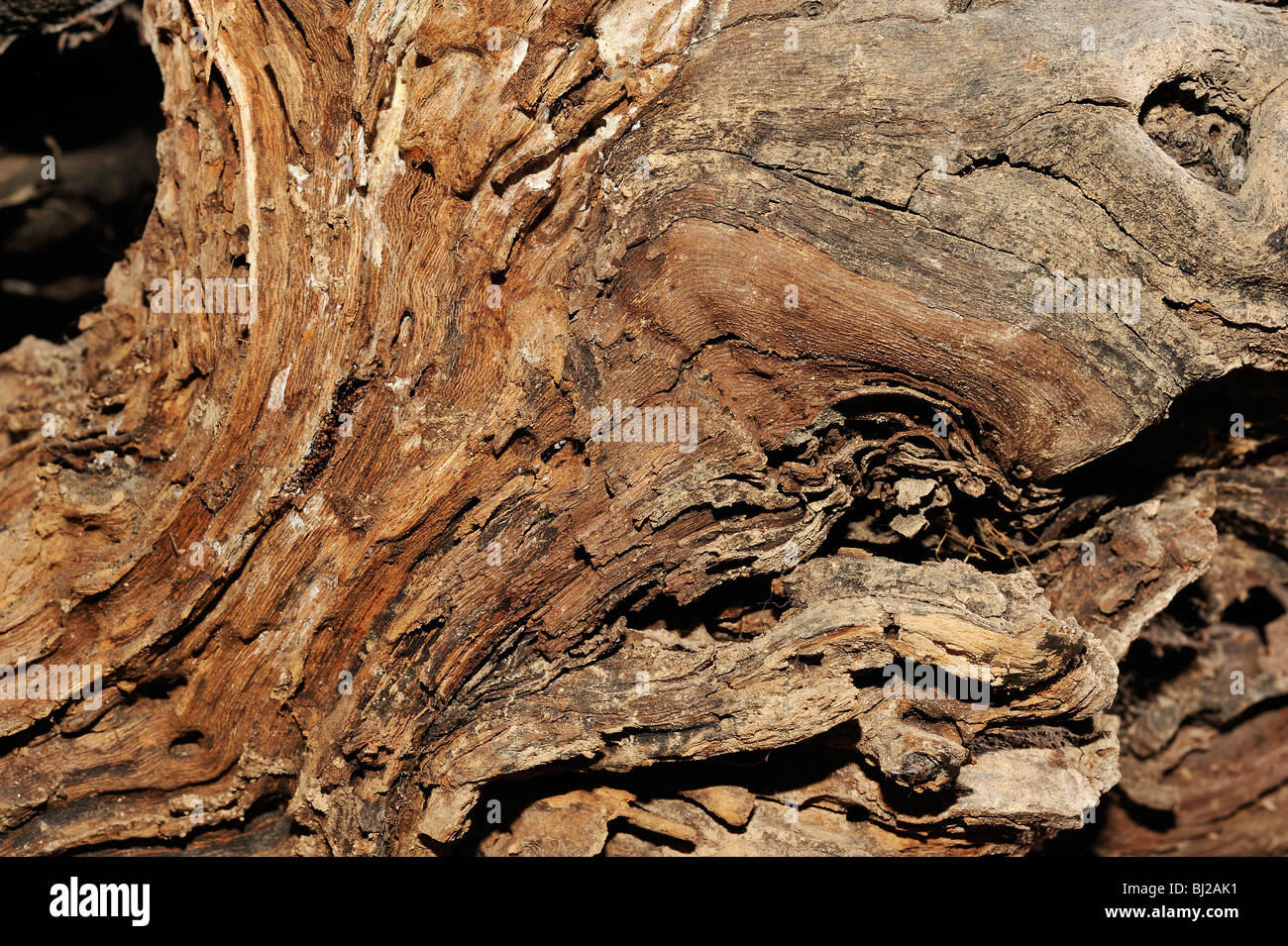 Old wood texture without treatment Stock Photo - Alamy