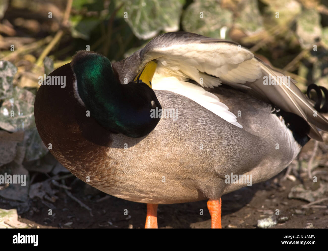 Male Mallard Duck Preening Itself at Leighton Moss near Silverdale ...