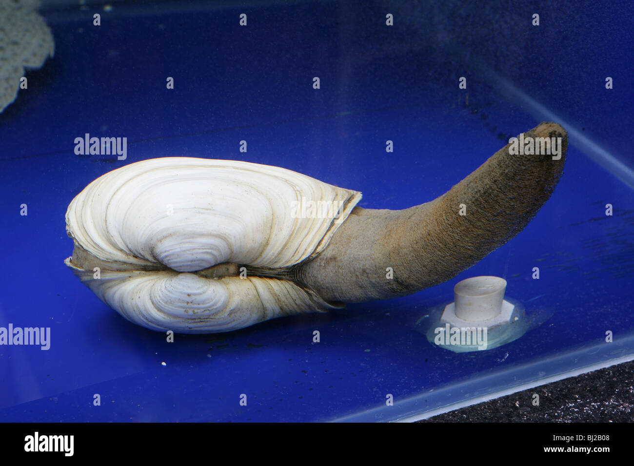 Clam Growth High Resolution Stock Photography and Images - Alamy