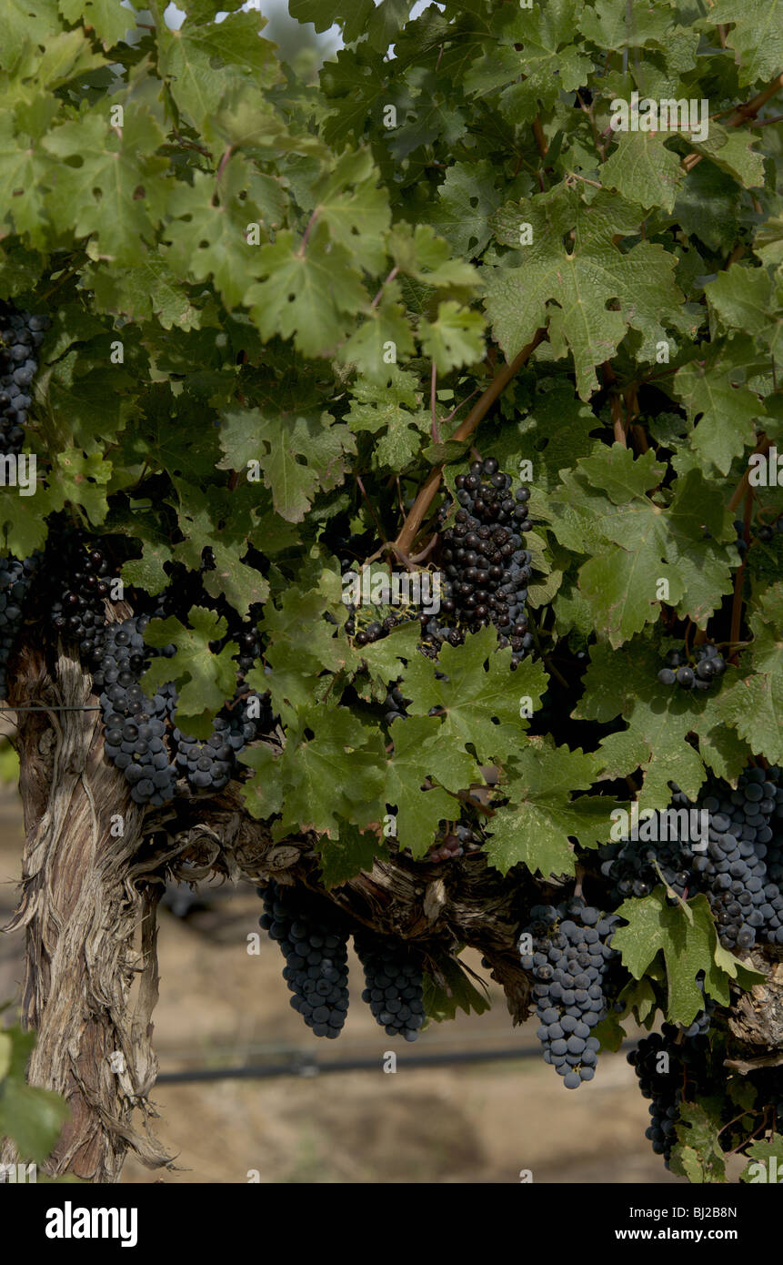 Red Grapes Growing in Vineyard Stock Photo - Alamy