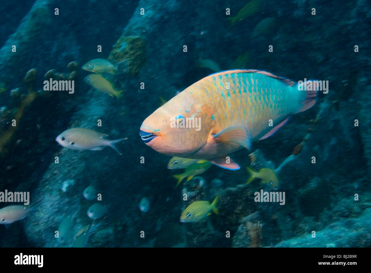 Parrot fish hi-res stock photography and images - Alamy