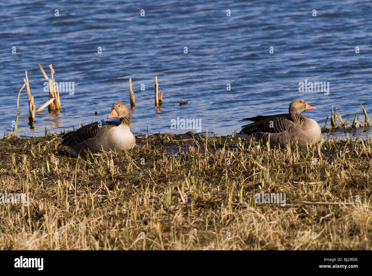 Birds at leighton moss hi-res stock photography and images - Alamy