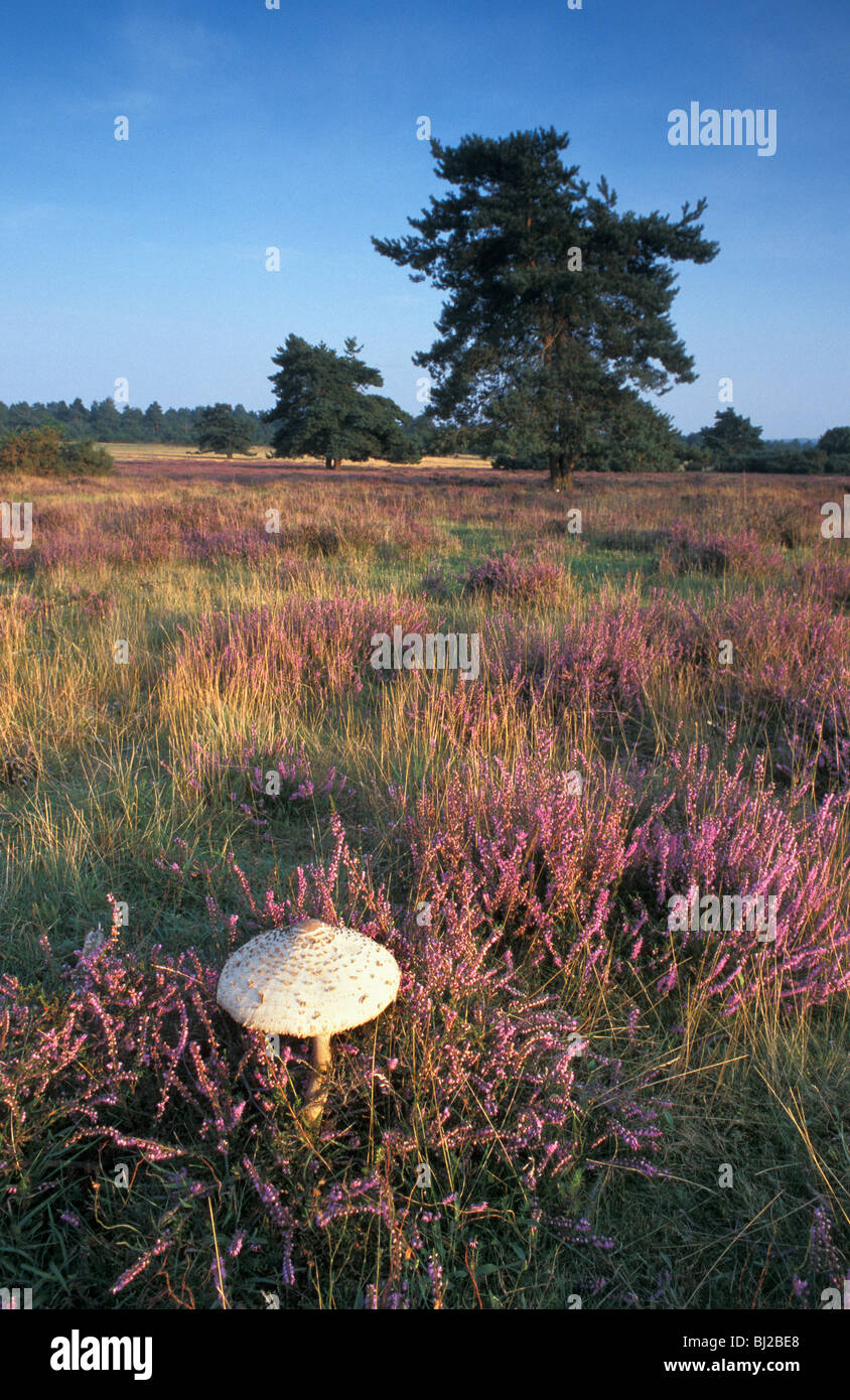 Parasol mushroom and heather on Thetford Heath National Nature Reserve ...