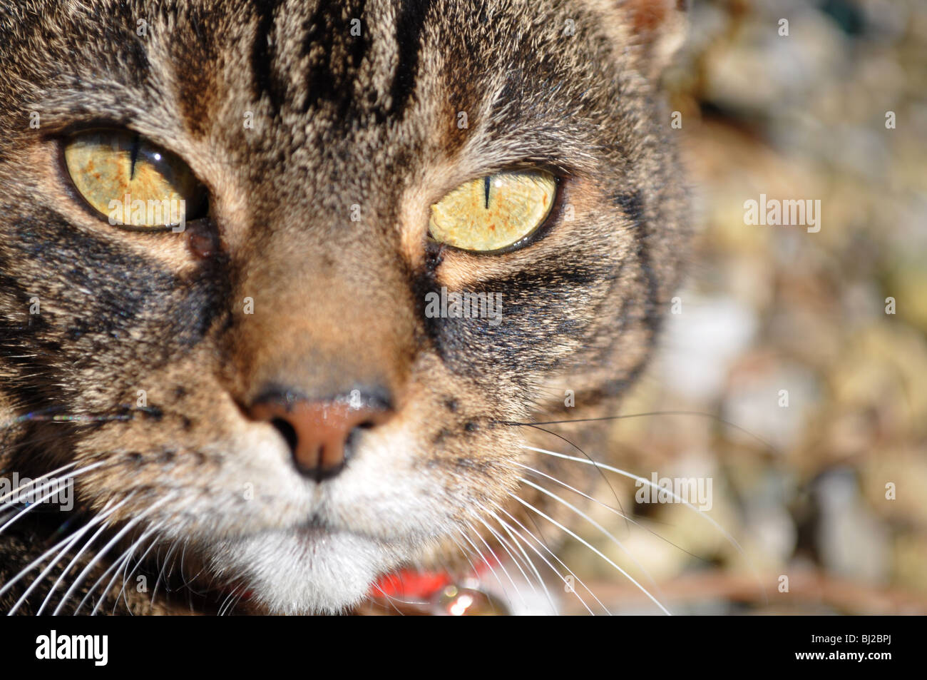 Neighbourhood tom cat Stock Photo - Alamy
