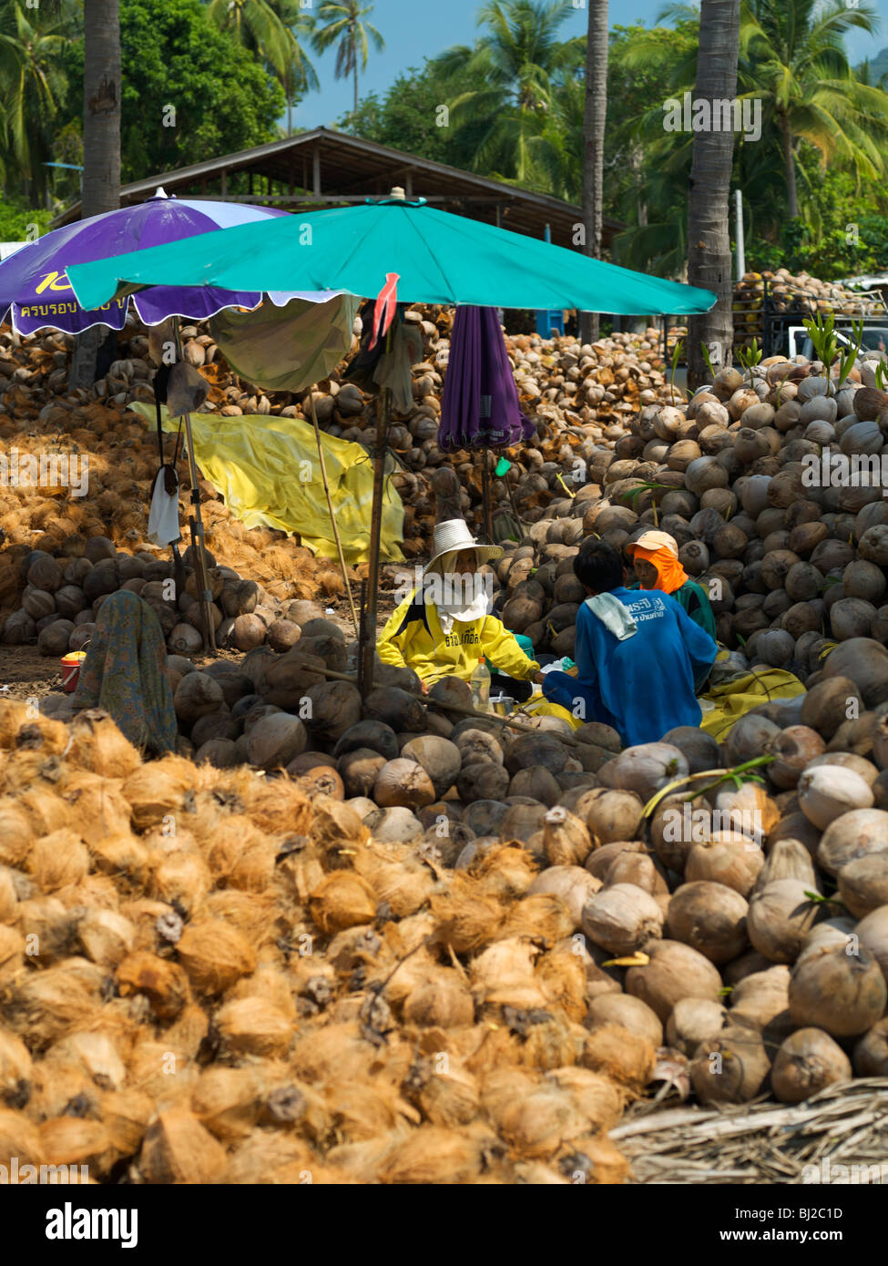 Coconut farm in Koh Phangan Thailand Stock Photo - Alamy