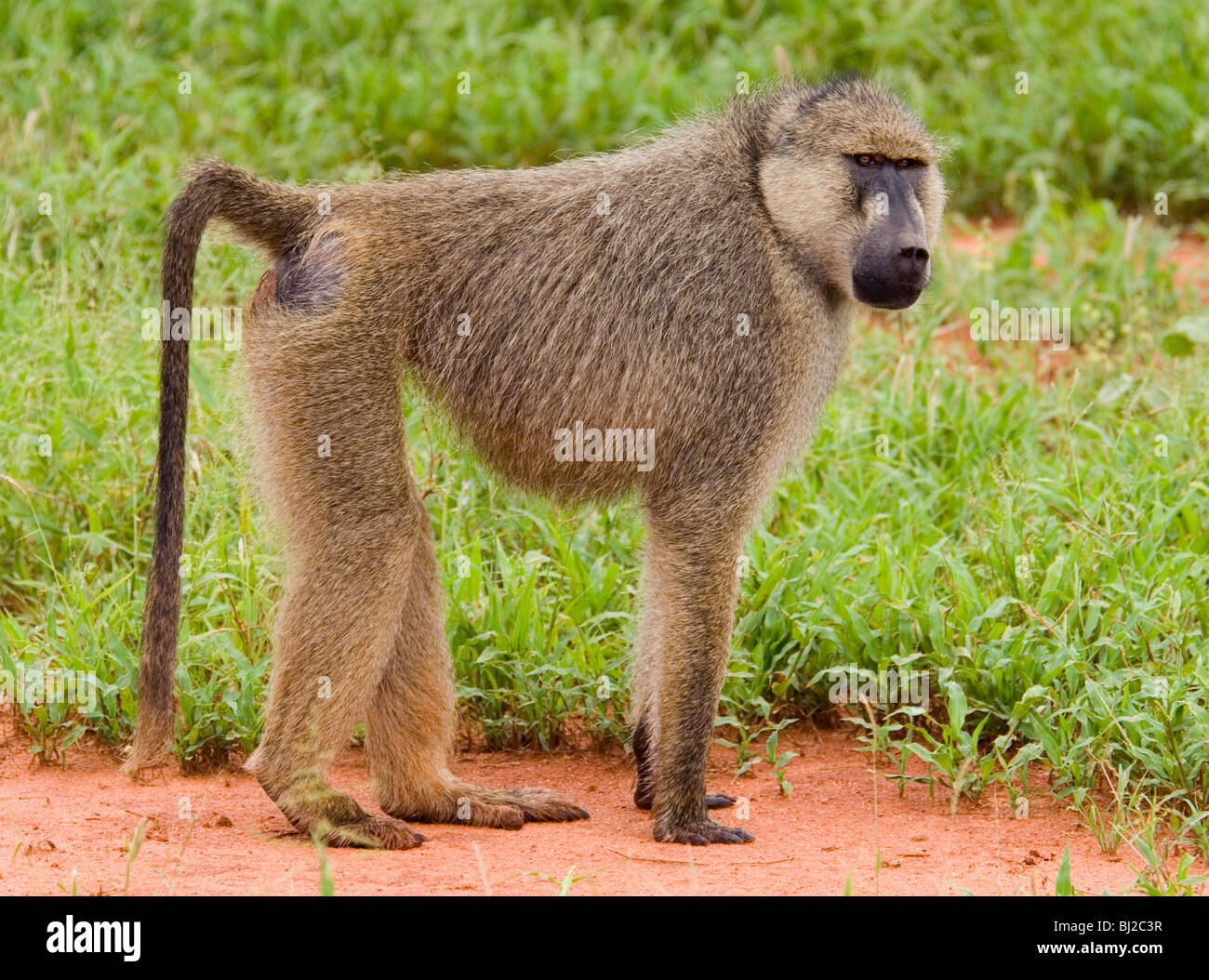 Baboon look hi-res stock photography and images - Alamy