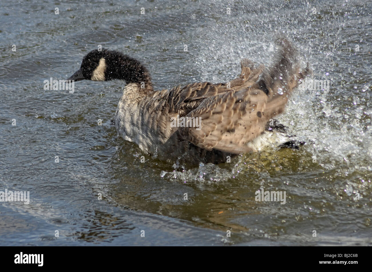Shaking water from its feathers hi-res stock photography and images - Alamy