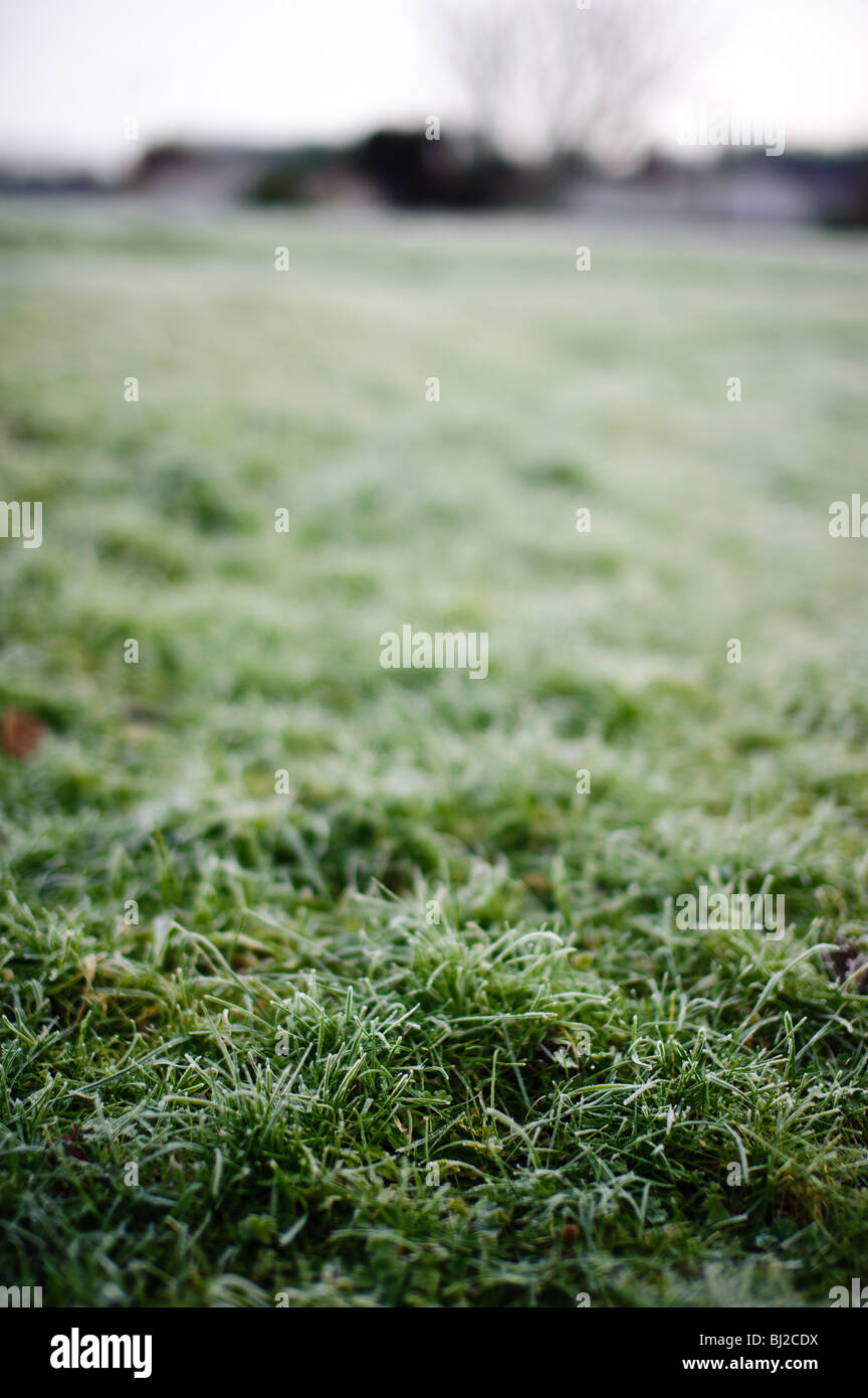 Frost covered grass in a park in Hayle, Cornwall on a cold wintry ...