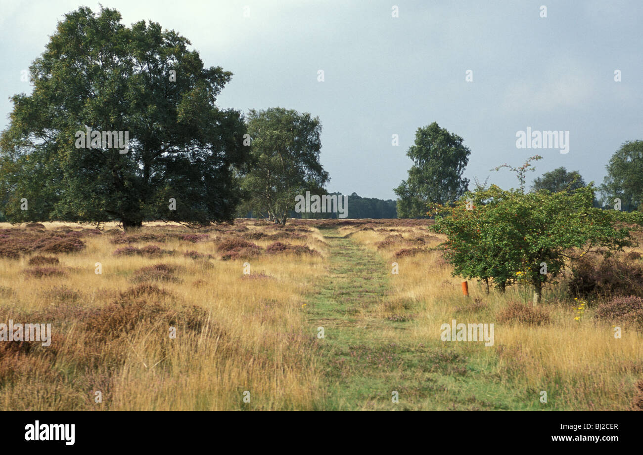 Cavenham Heath National Nature Reserve Suffolk England Stock Photo - Alamy
