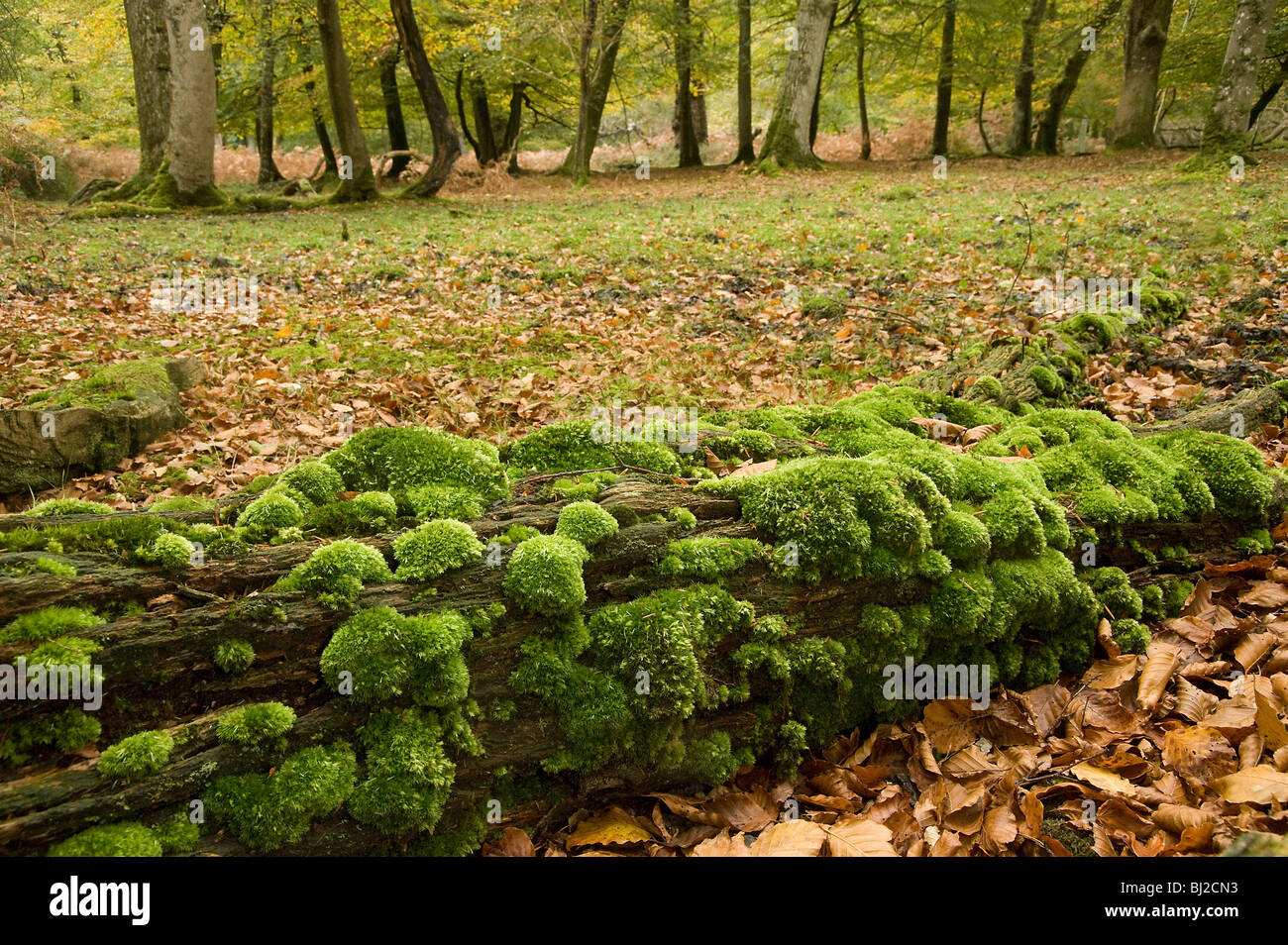 White fork moss Leucobryum glaucum , on fallen oak trunk Quercus robur ...