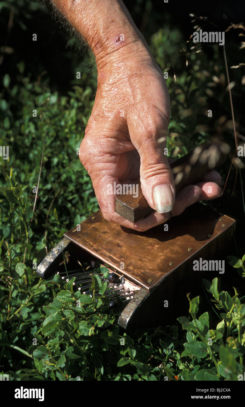 Man collecting bilberrys with a special comb at the Stiperstones ...