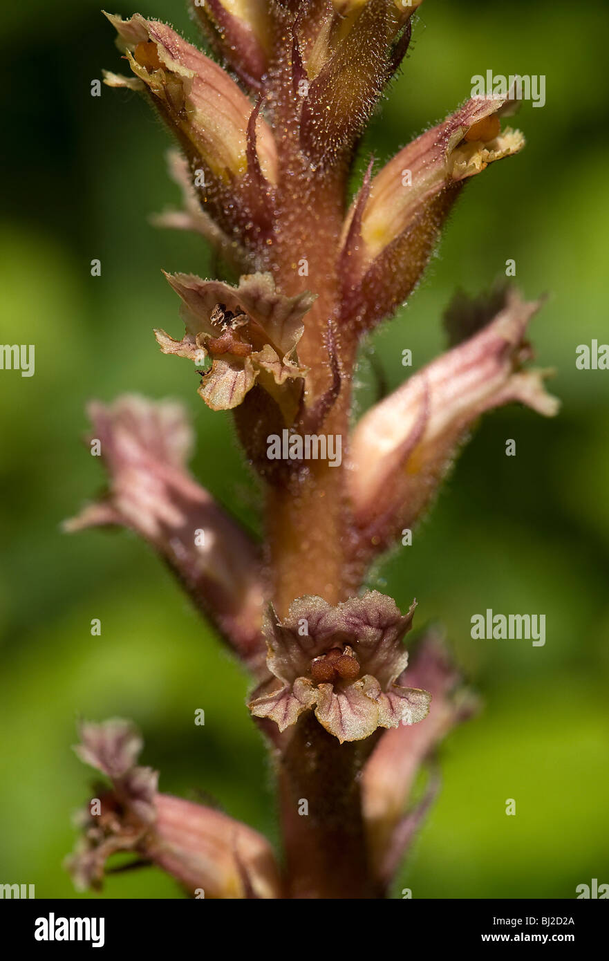 Ivy broomrape hi-res stock photography and images - Alamy